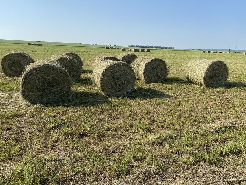Продам сено в рулонах