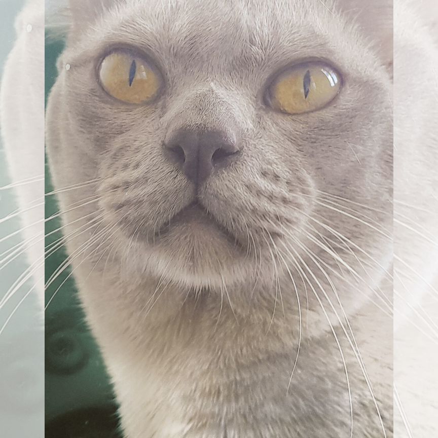 Кот бурманский
