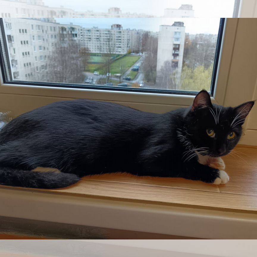 Котёнок в добрые руки