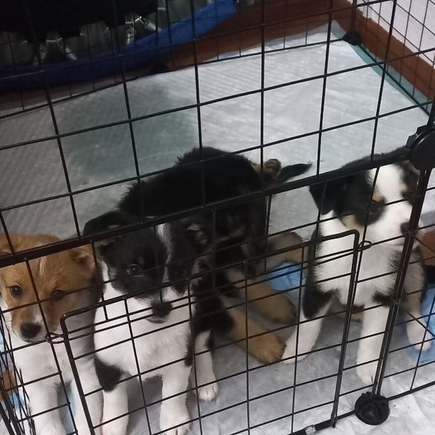 Отдам в добрые руки