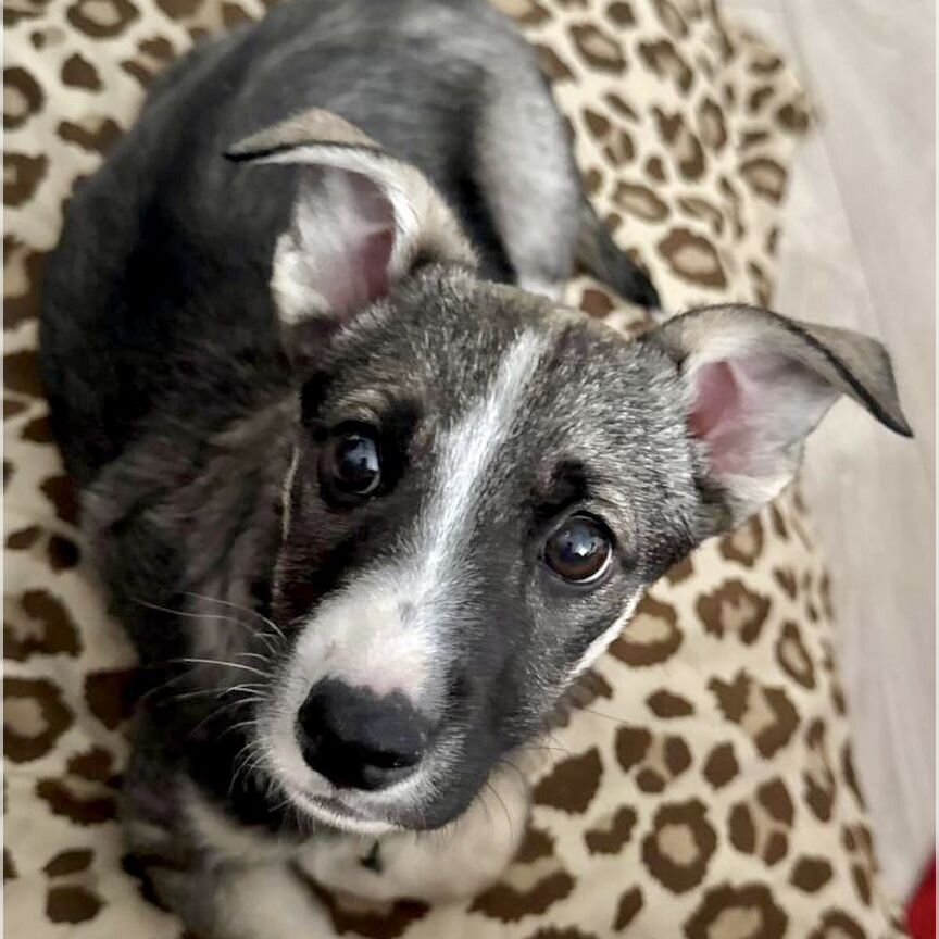 Щенок в добрые руки