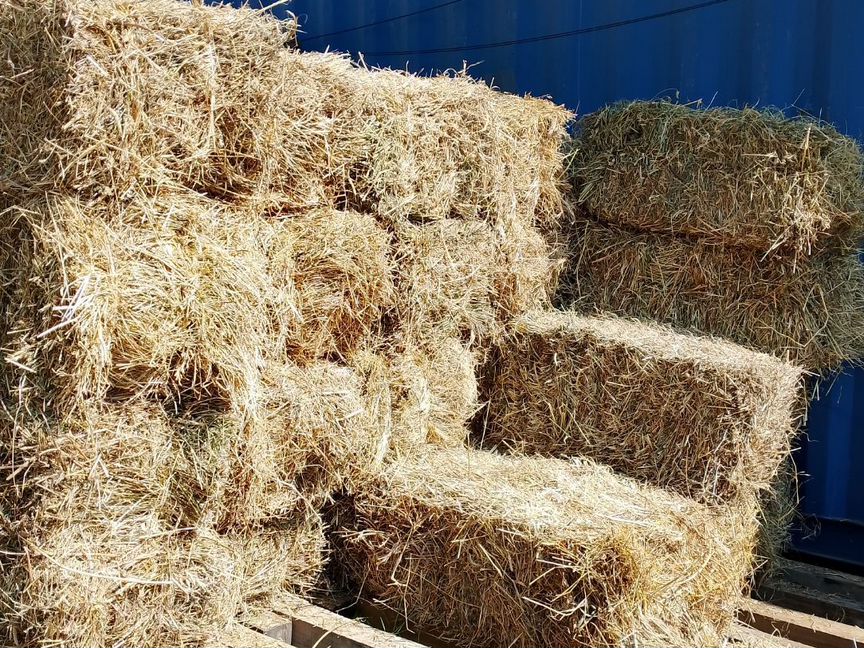 Свежее сено 2024