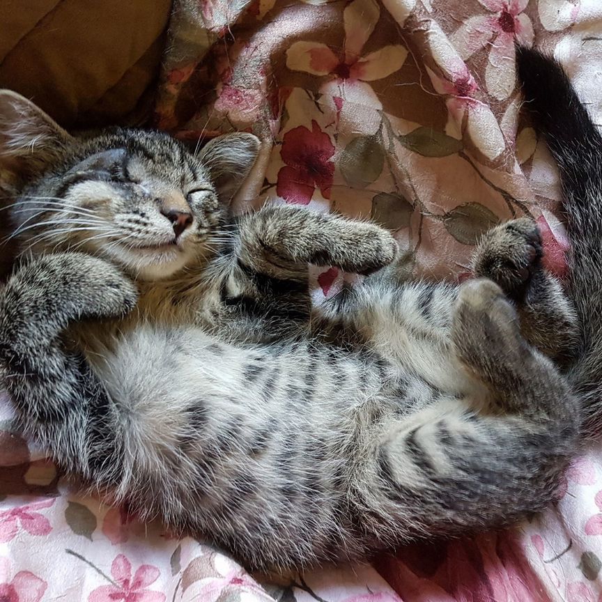 Котенок, мальчик 3 месяца. Ласковый весельчак