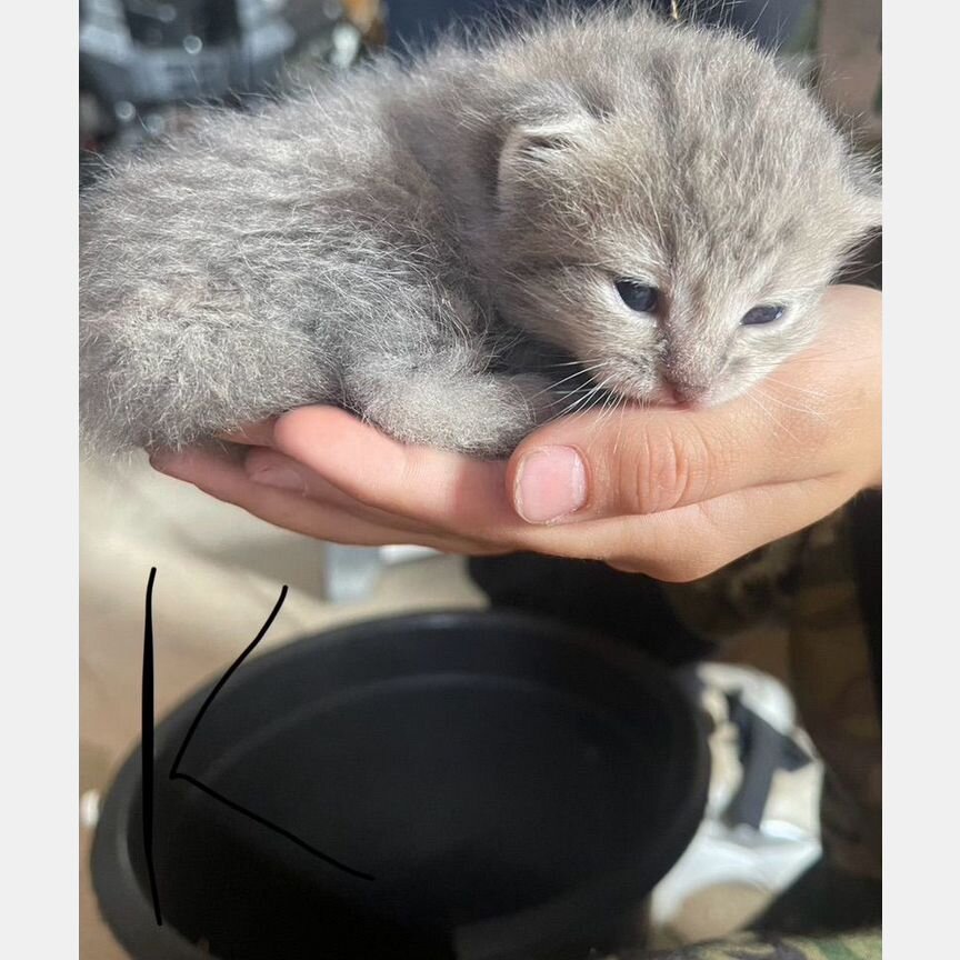 Котята