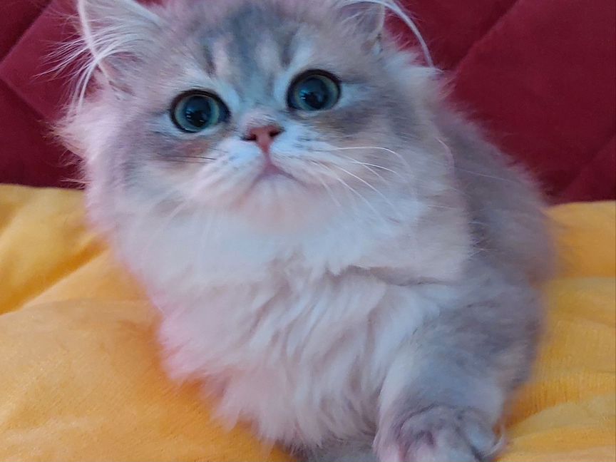 Шотландская прямоухая девочка