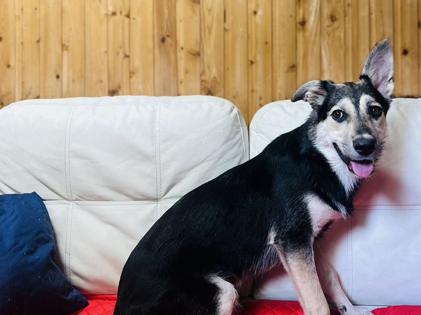 Щенок подросток овчаристой внешности