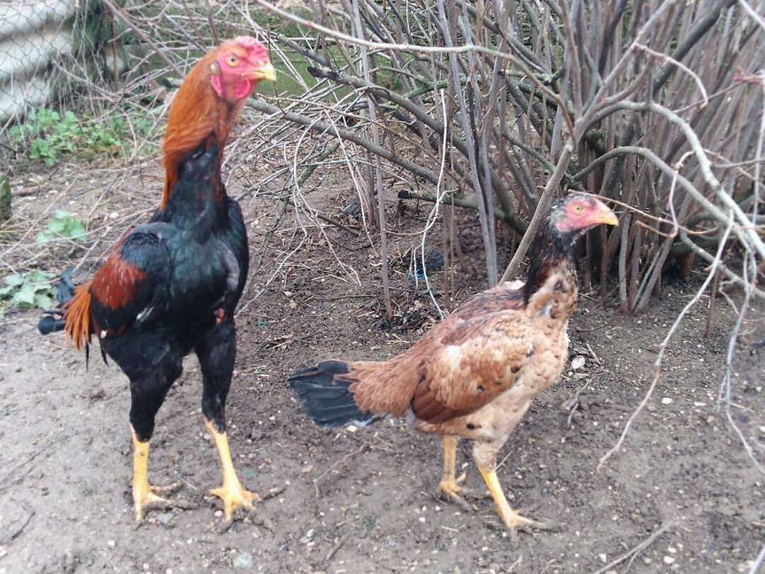 Бойцовоя птица О шамо