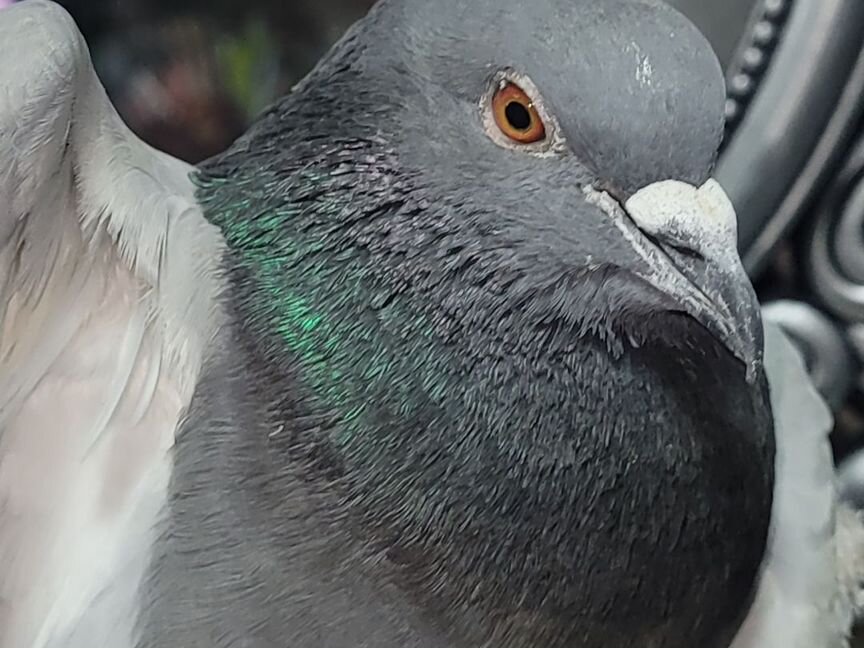 Отдам птичку