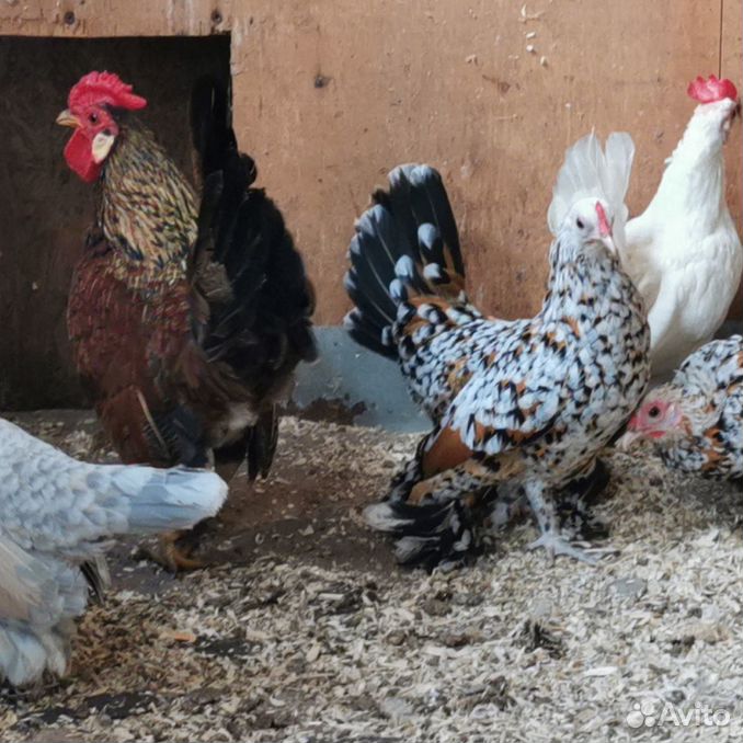 Цыплята Бентамской декоративной карликовой породы