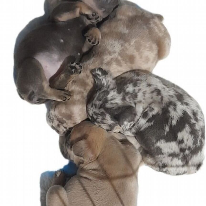 Французский бульдог щенки голубой