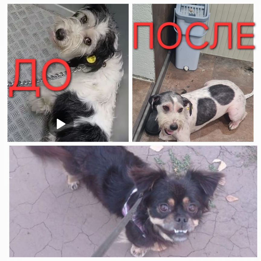 Собаки в добрые руки из Курска