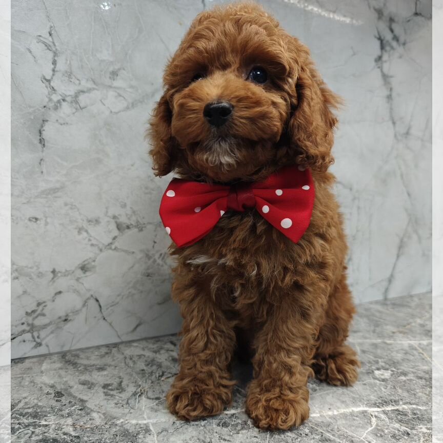 Той-пудель, щенок