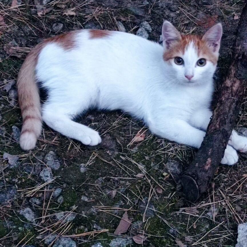 Рыжий котенок в добрые руки