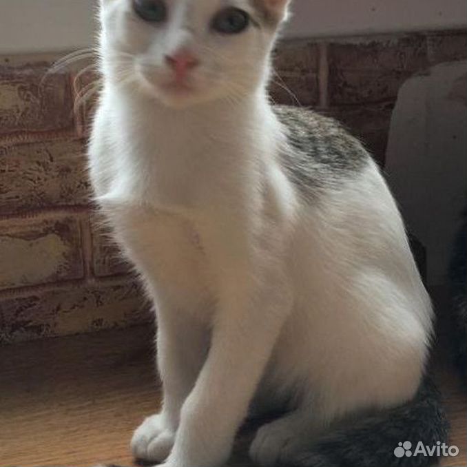 Очень ласковая, 3 мес. Подобрана во дворе