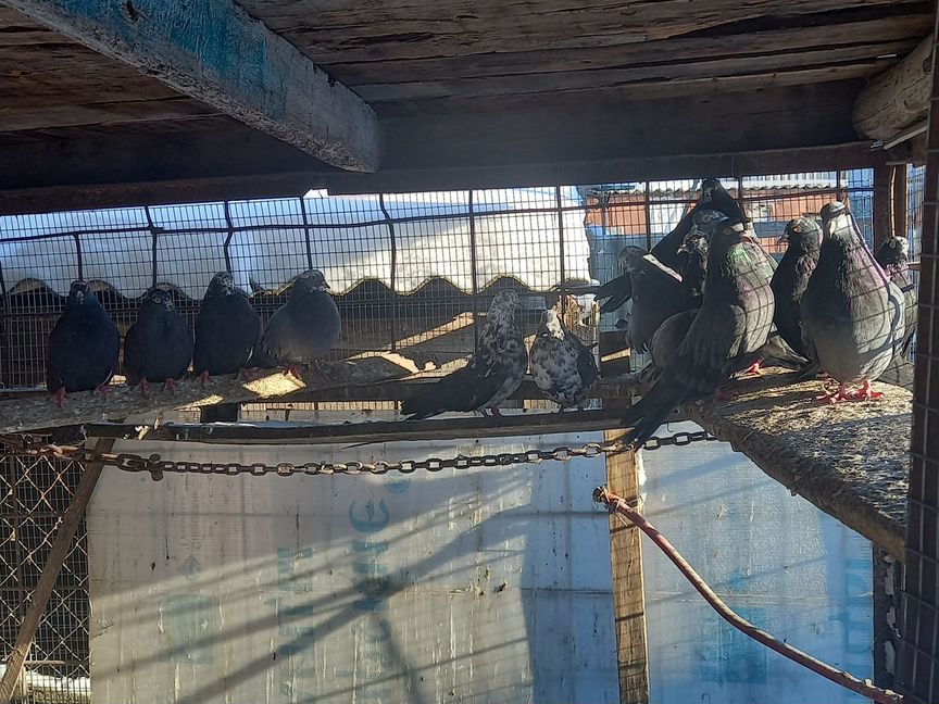 Голуби серпастые