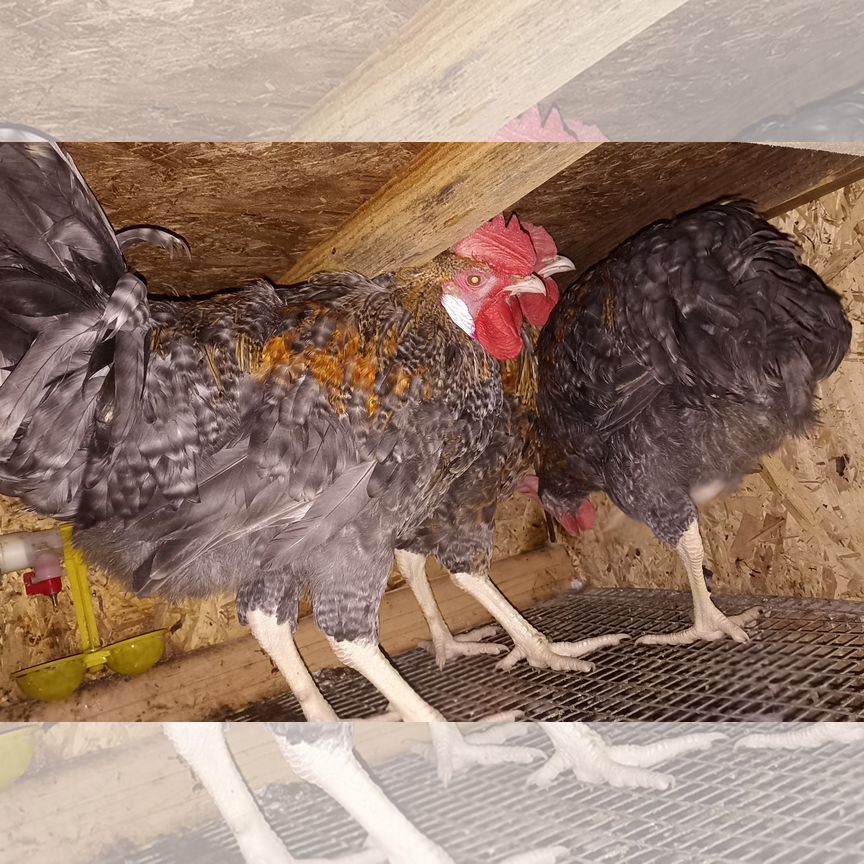 Домашние петушки