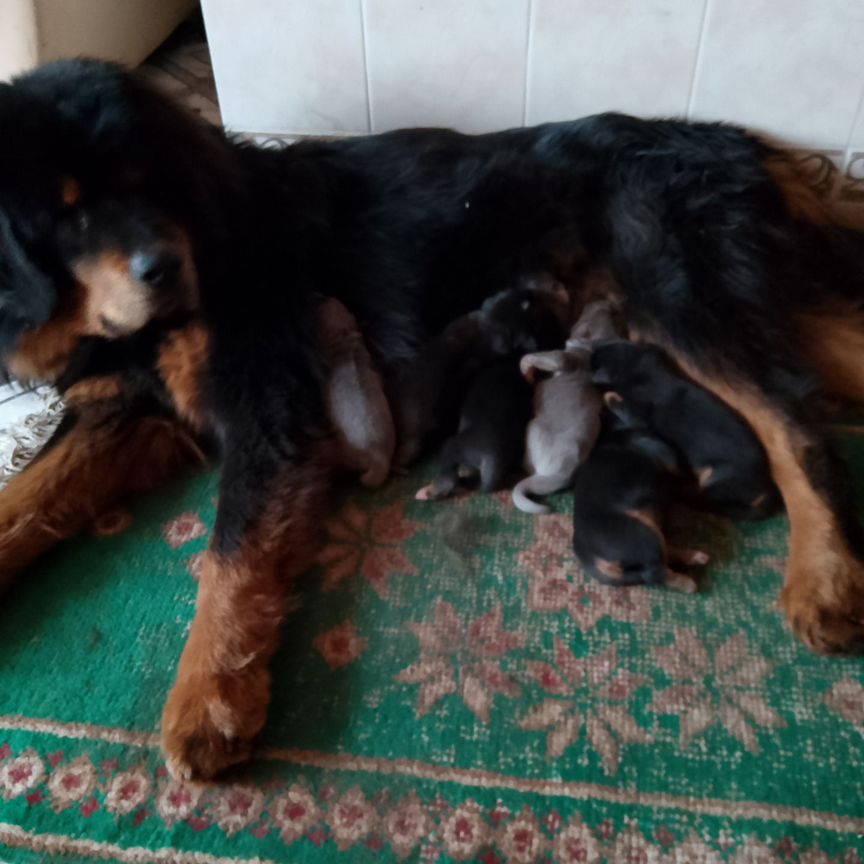 Тибетский мастиф, щенок