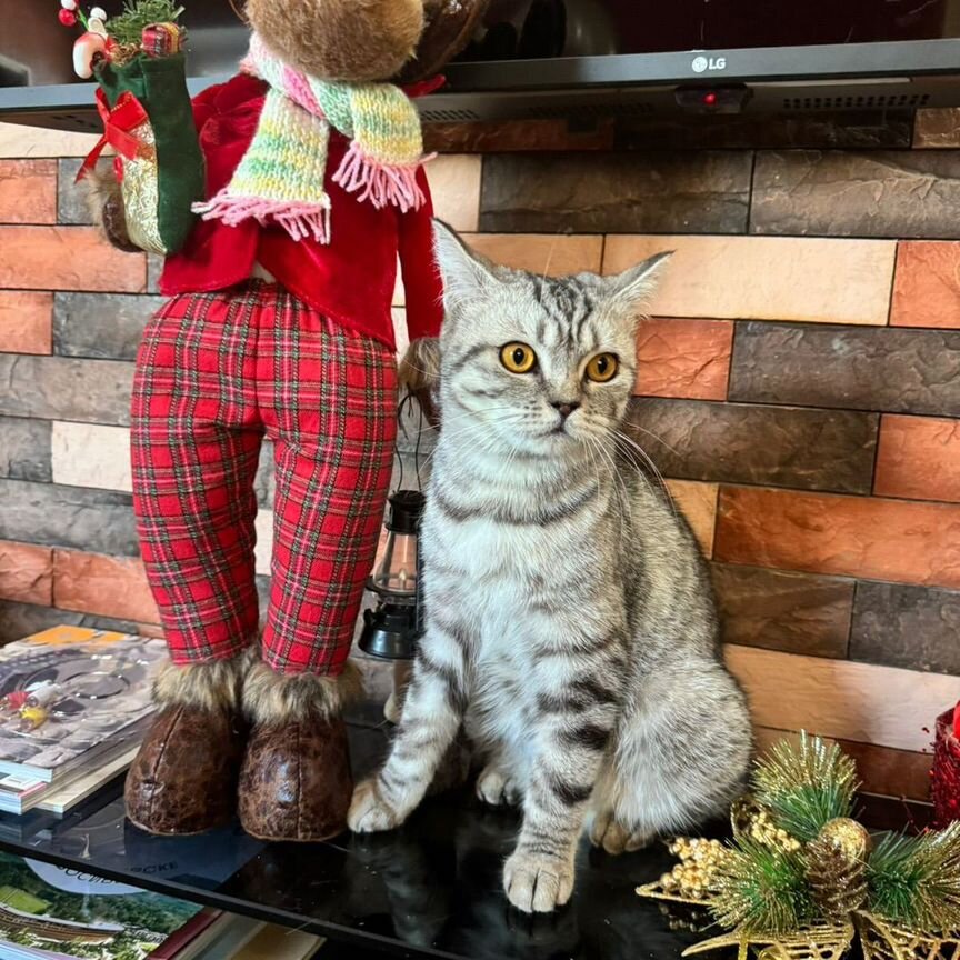 Кошка Рита в надежде на новогоднее чудо