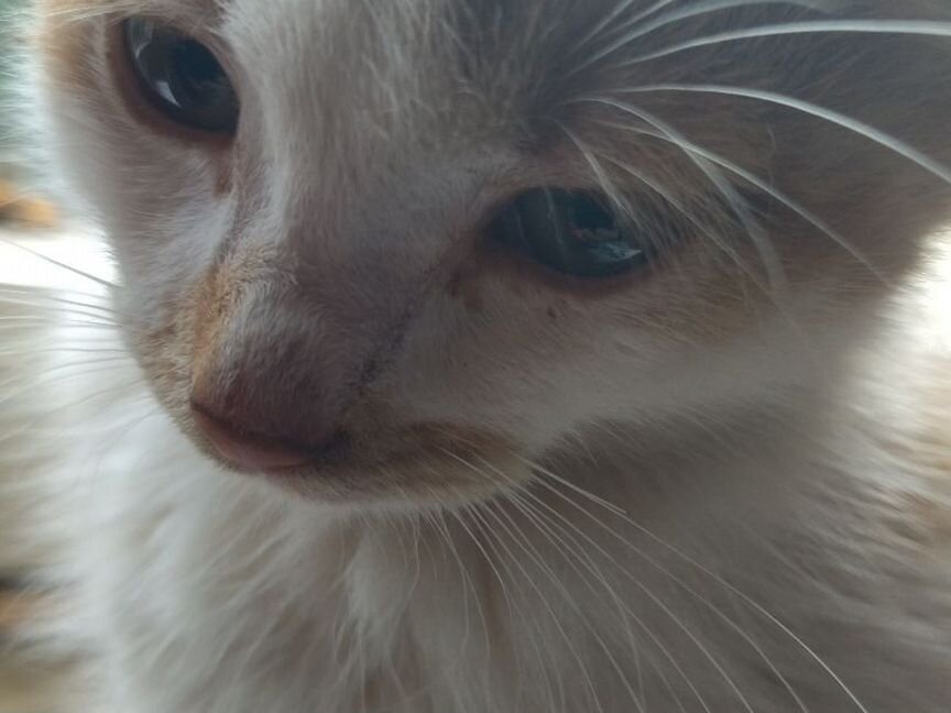 Котята в добрые руки 2 месяца