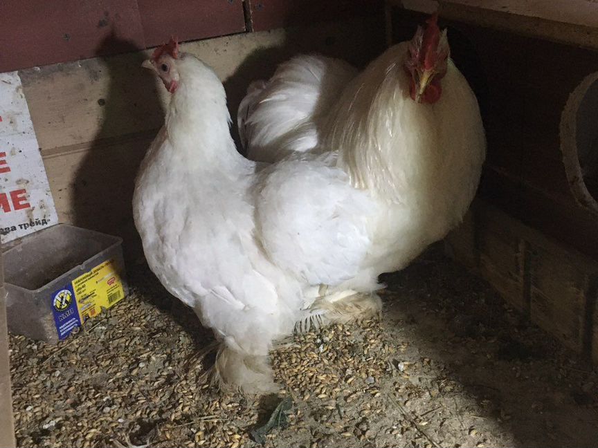 Петух и курицы кохехинин карликовый