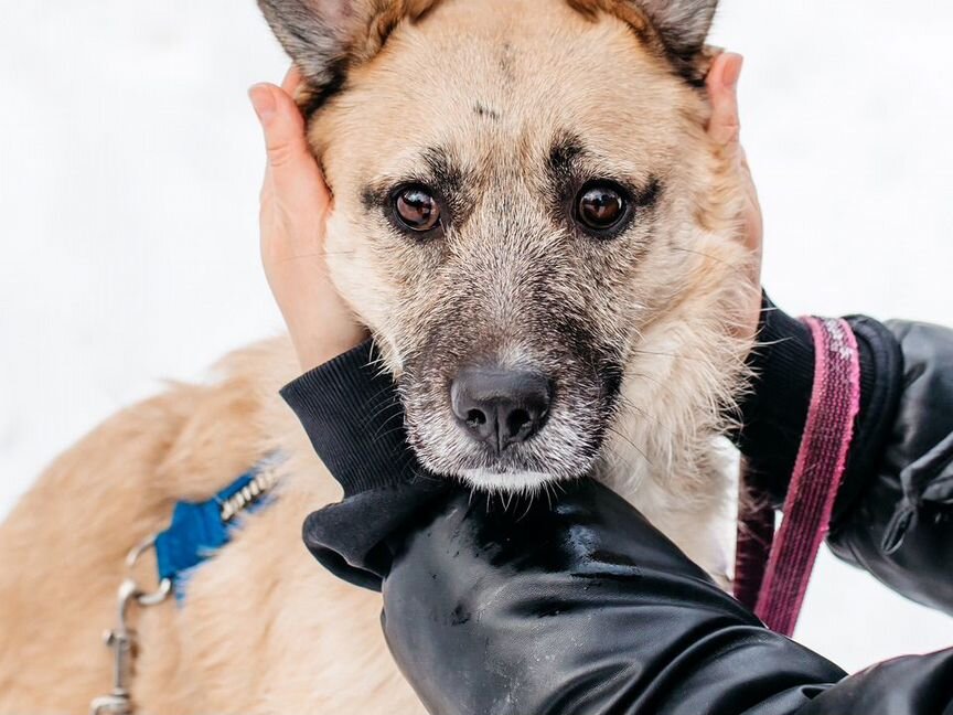 Спасите собаку из приюта