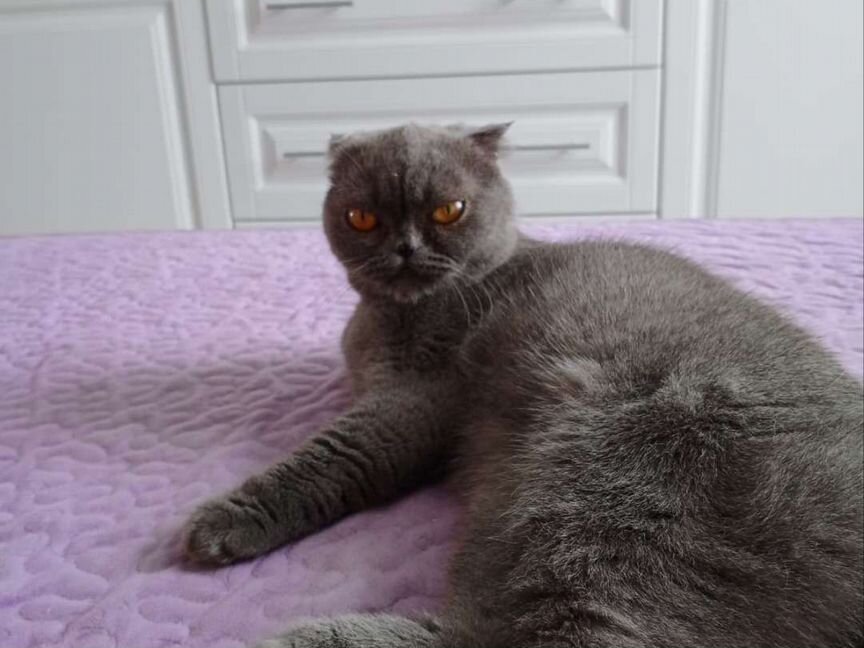 Шотландская