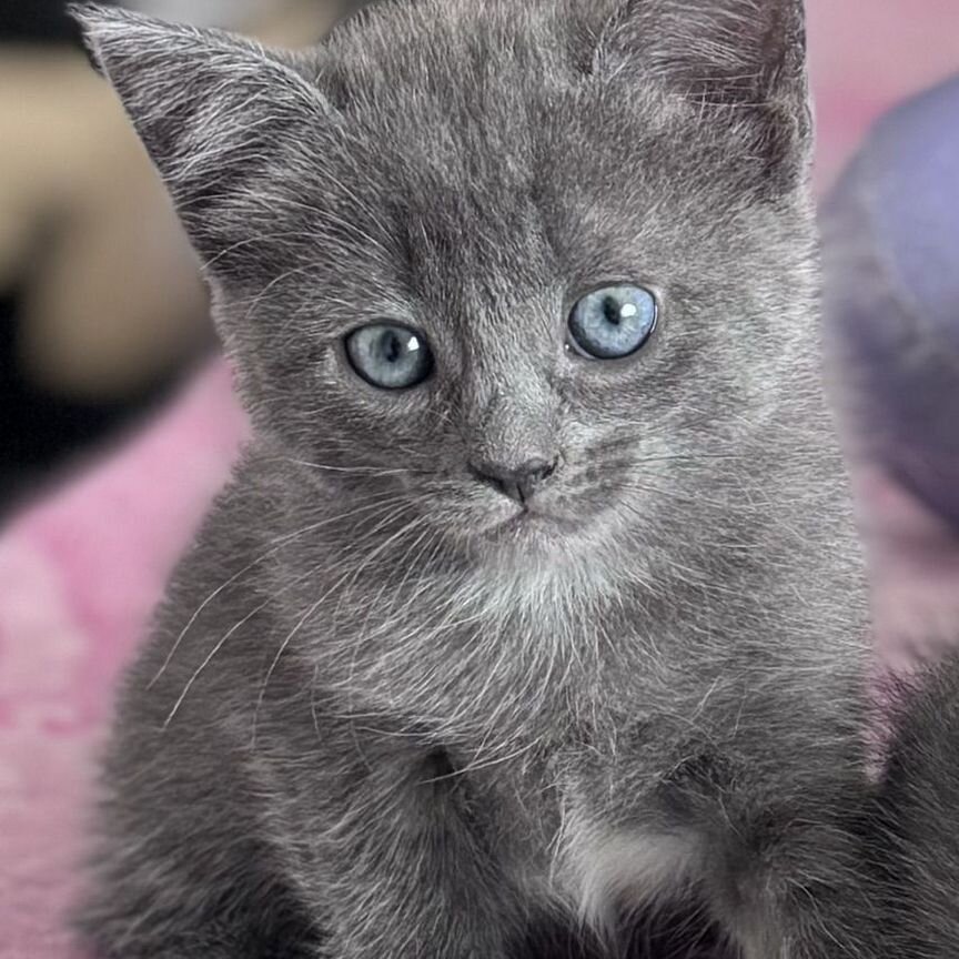 Девченки в добрые руки