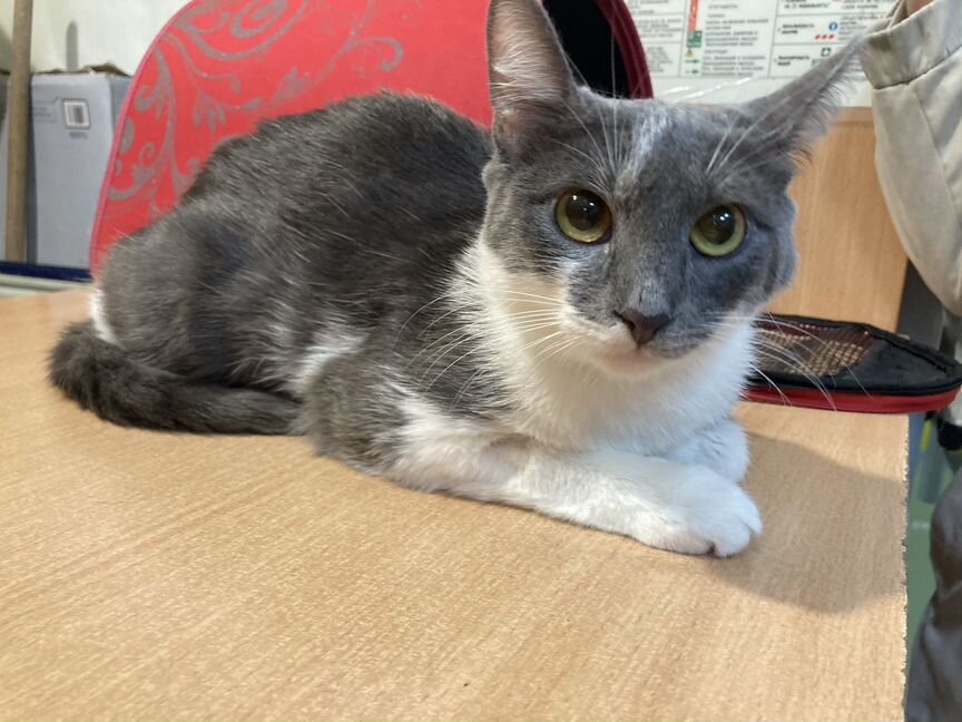 Дымка в поиске семьи