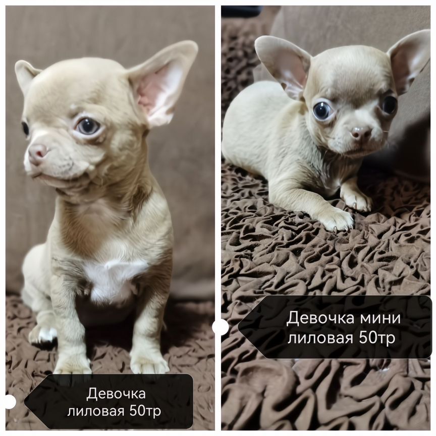 Чихуахуа, щенок