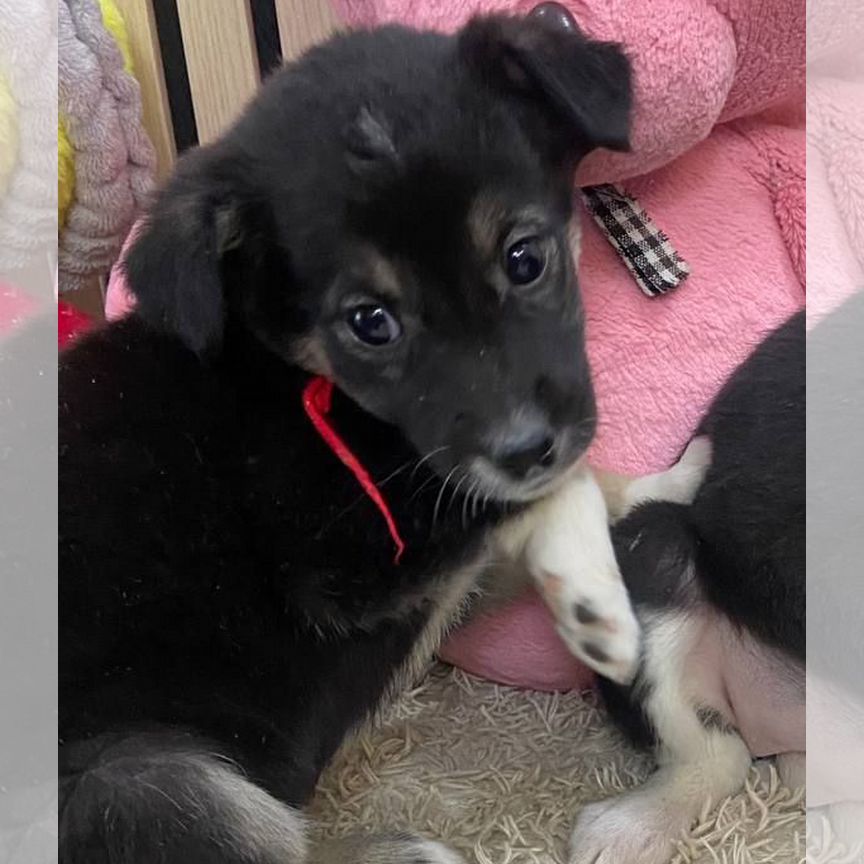 Щенок в добрые руки