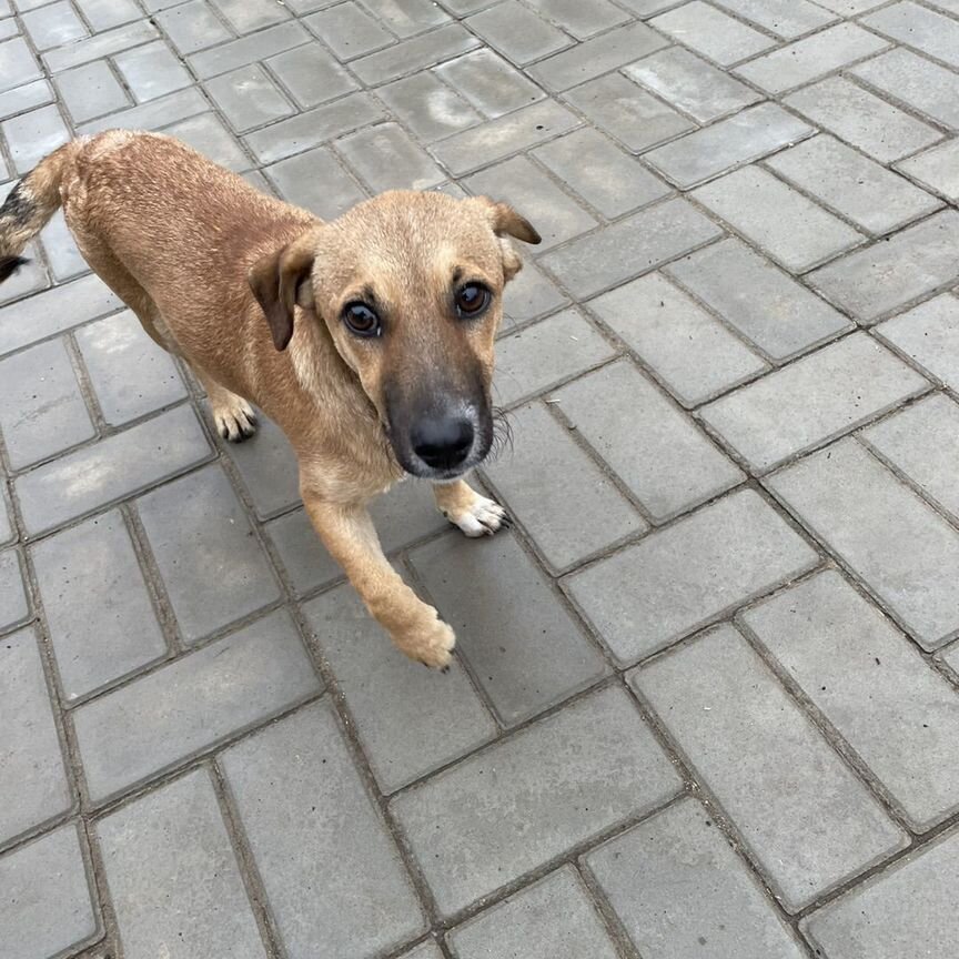 Собака в добрые руки щенок