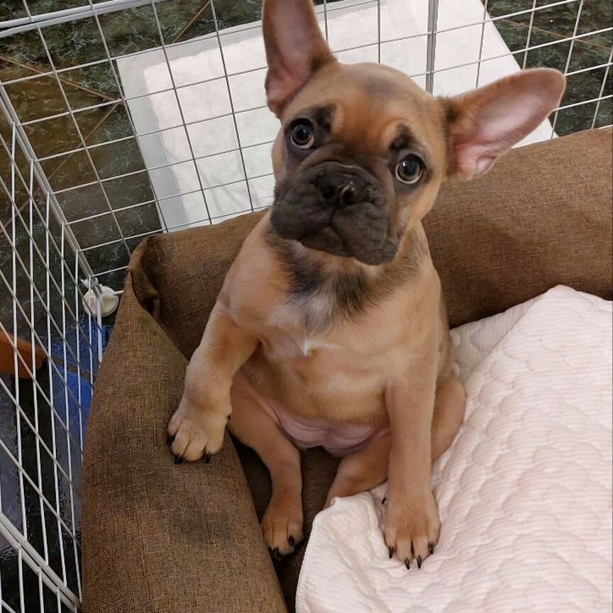 Клетка вольер для собак бу