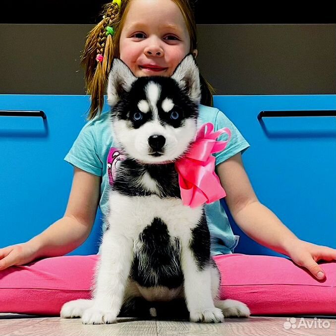 Хаски - Класныееее Щеночки (разные окрасы)