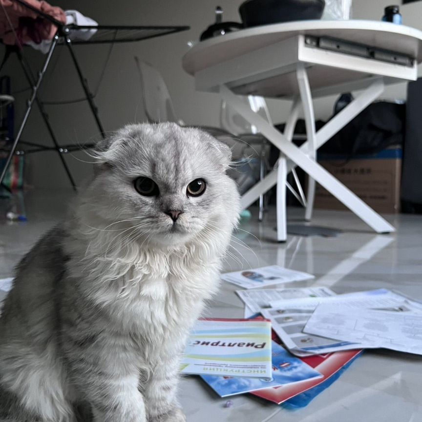 Шотландский вислоухий