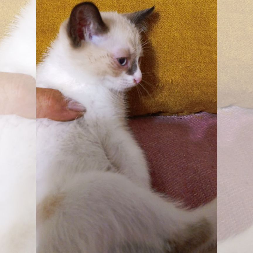 Котёнок в добрые руки