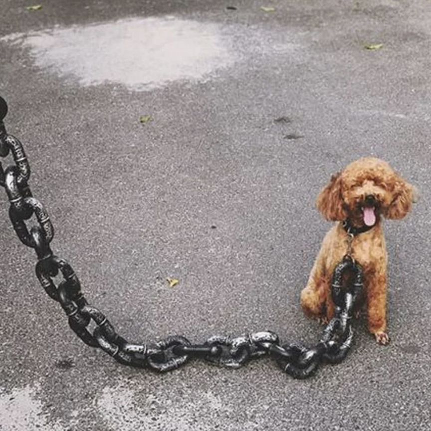Тяговая цепь для собак оптом