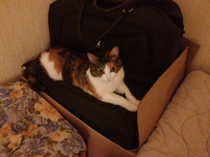 Отдам кошечку в добрые руки