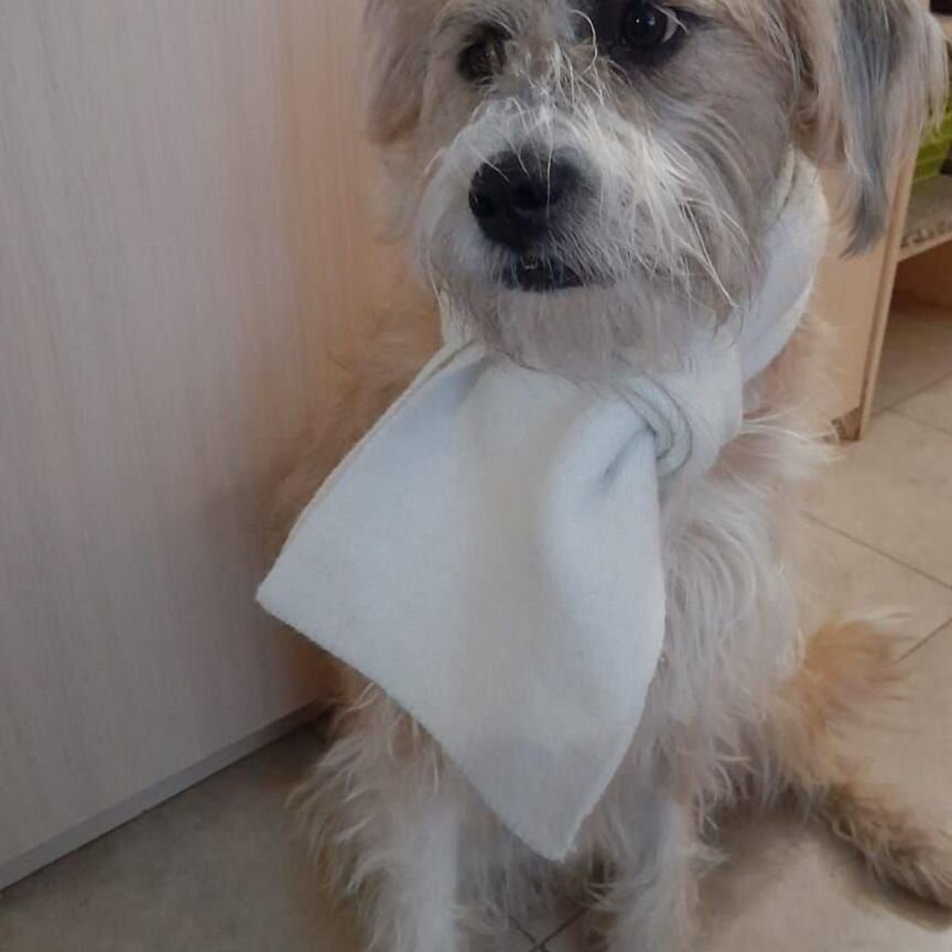 Собака в добрые руки отдам бесплатно