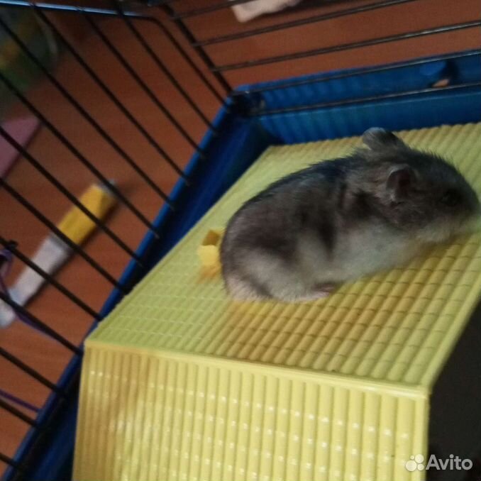 Джунгарский хомячок