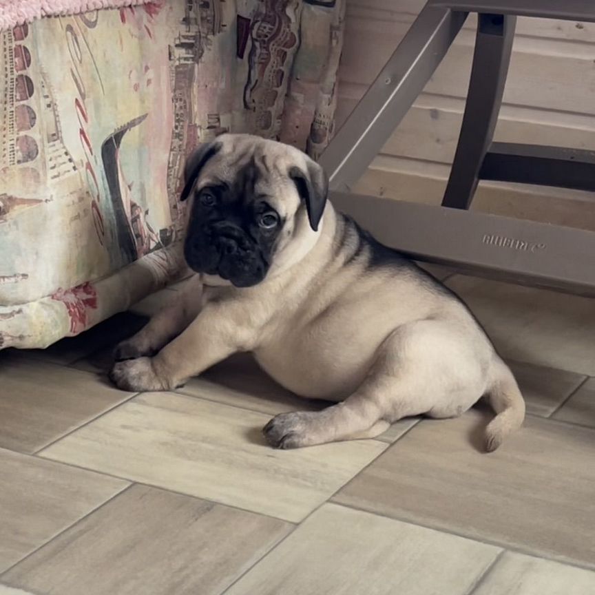 Щенки бульмастифа