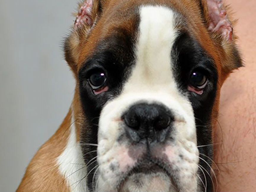 Щенки бокера