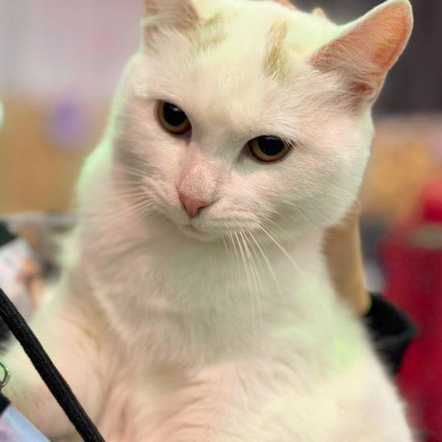 Кот Сэм, 1 годик