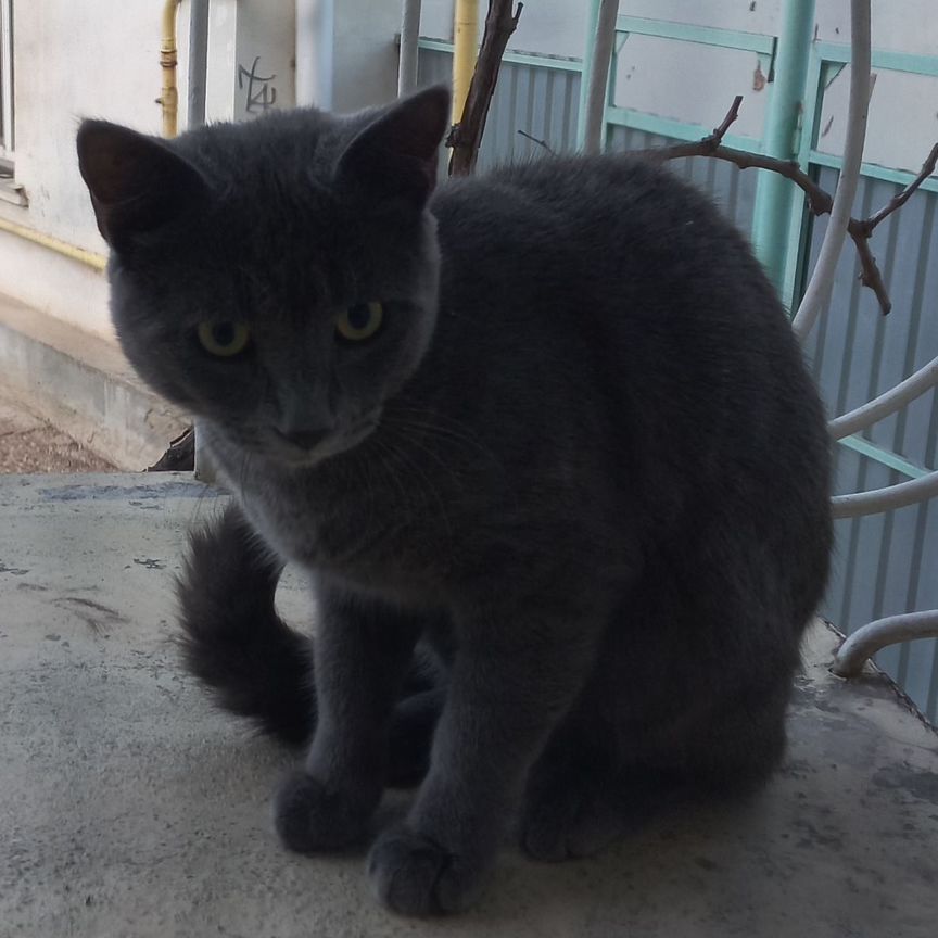 Котик ищет дом