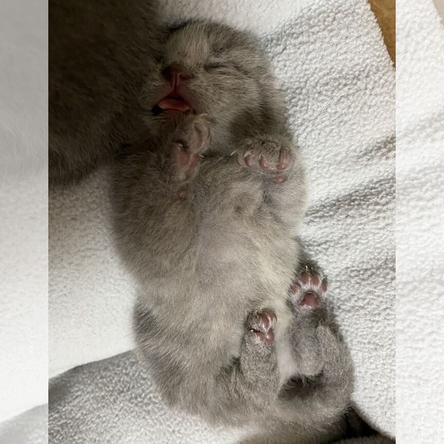 Милые котятки