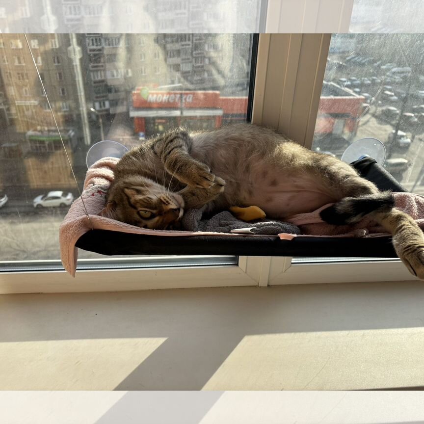 Взрослый кот в добрые руки