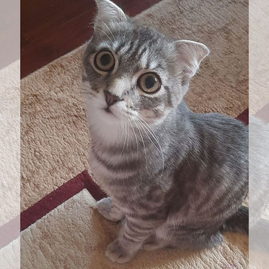 Шотландский вислоухий короткошёрстный котёнок