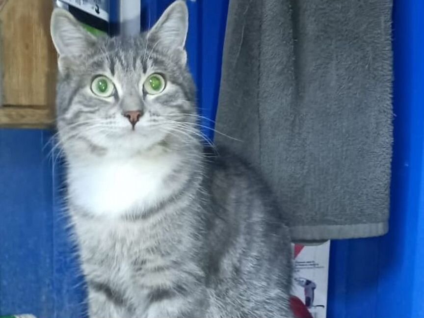 Котик
