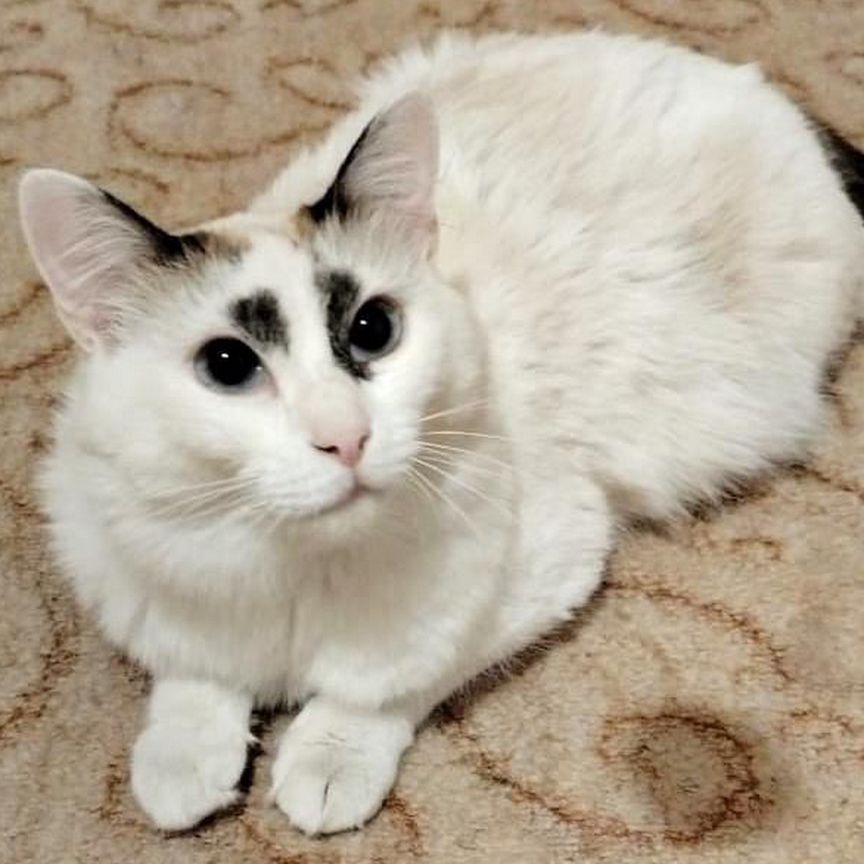 Взрослая кошка в добрые руки