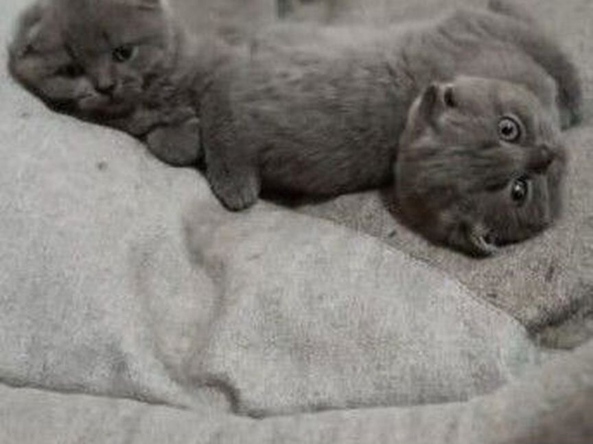 Шатланские вислоухие котята