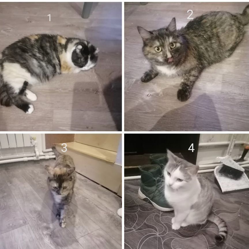 Взрослая, кошка в добрые руки